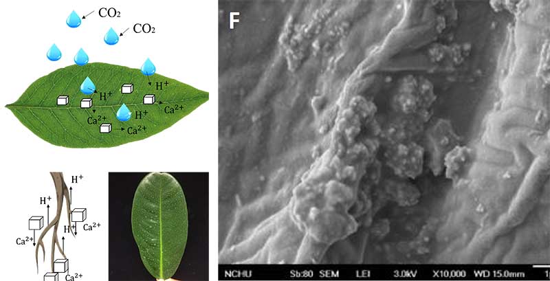 Meily Calcium, Meily Calcium Manufacturer, Meily Calcium Supplier ...