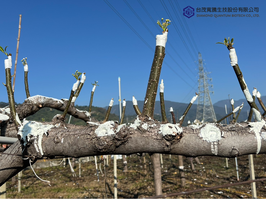 鈣植得奈米碳酸鈣液肥｜植物用鈣肥與物理防治資材推薦｜台茂寬騰鈣肥工廠